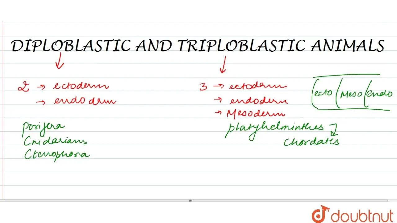 DIPLOBLASTIC & TRIPTOBLASTIC ORGANISATION