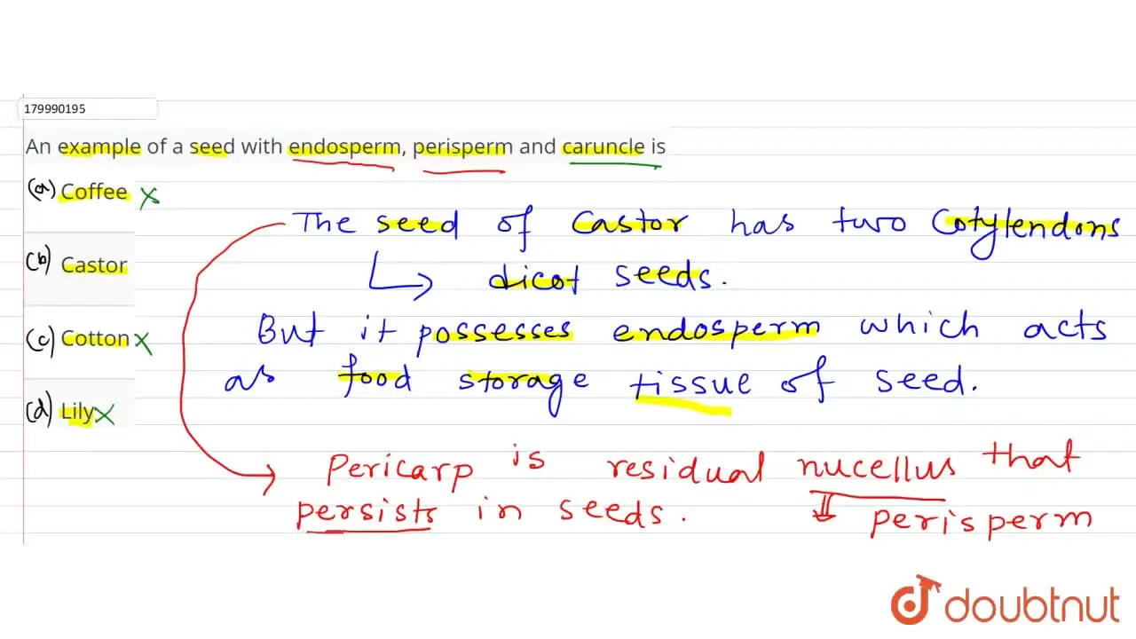 An example of a seed with endosperm, perisperm and caruncle is