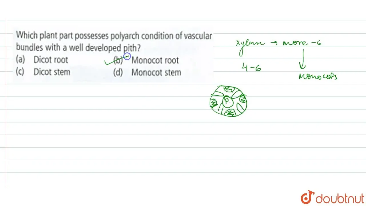 Which plants part possesses polyarch condition of vascular bundles wit