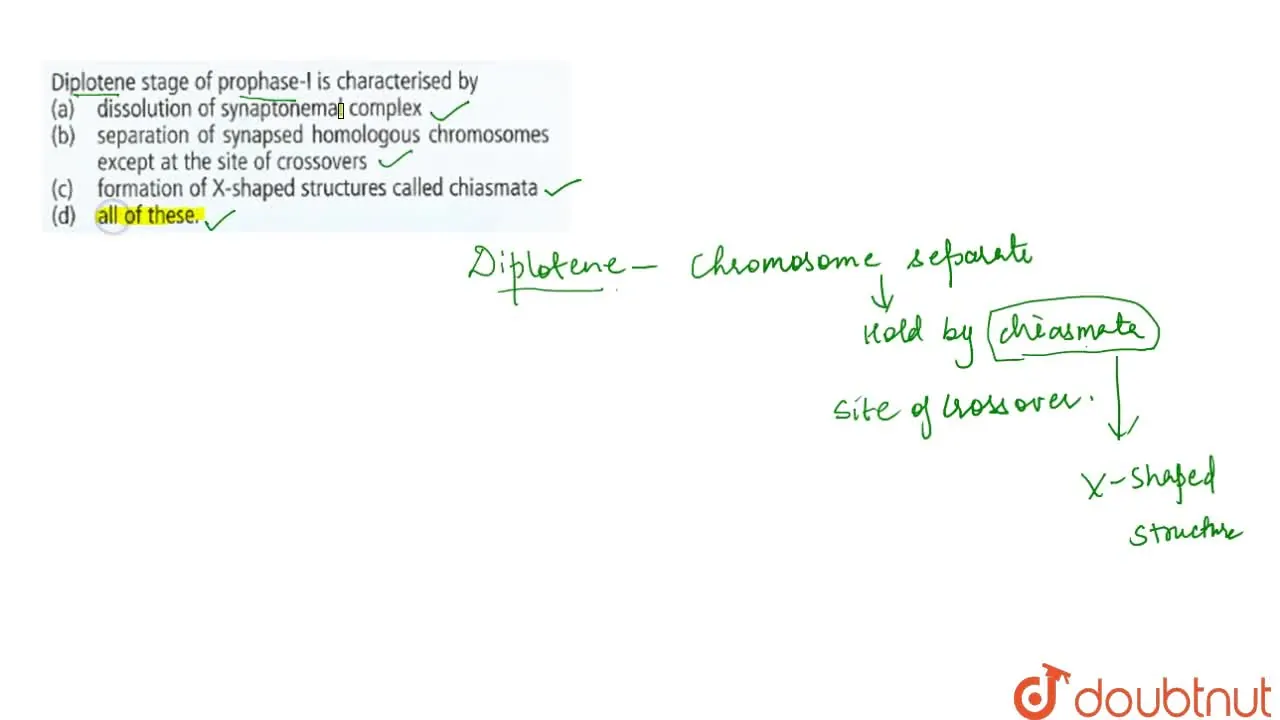 formation of X-shaped structures called chiasmata
