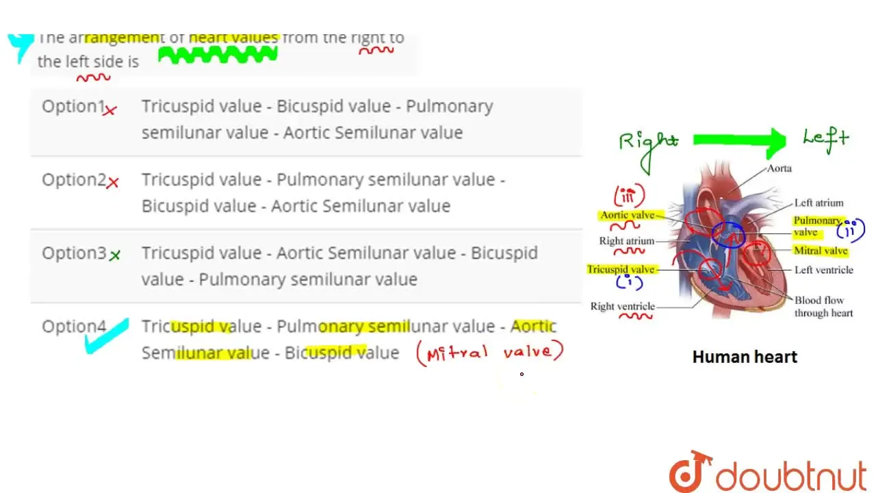 Tricuspid value - Aortic Semilunar value - Bicuspid value - Pulmonary