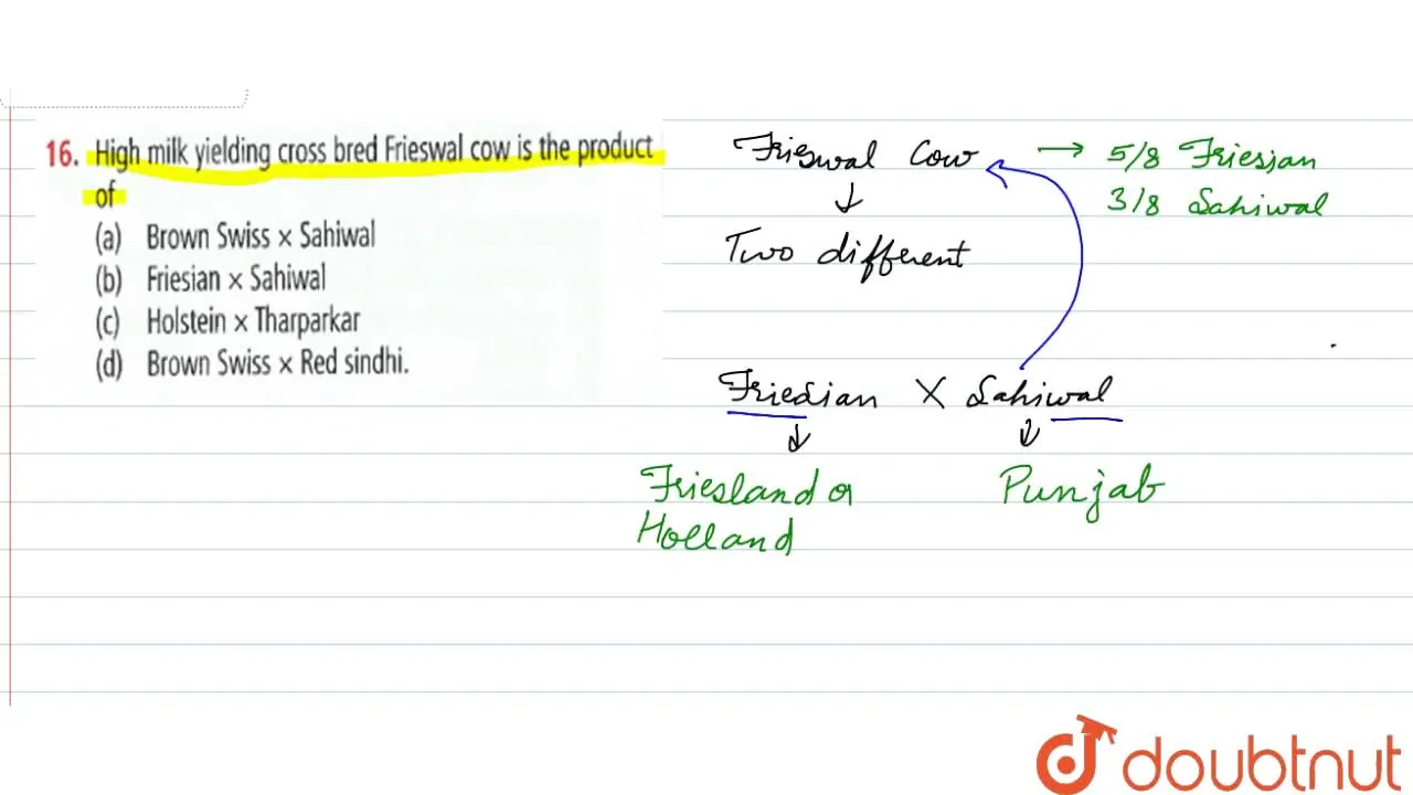 High milk yielding cross bred Frieswal cow is the product of