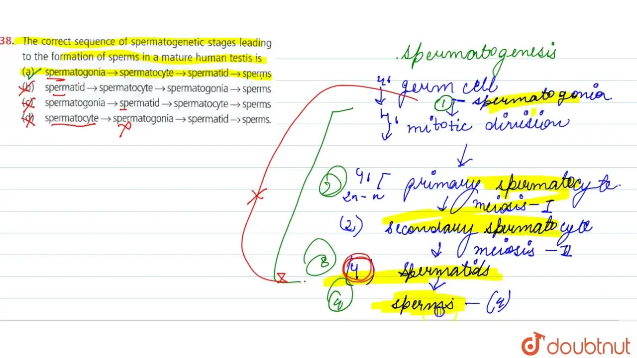 spermatogonia rarr spermatid rarr spermatocyte rarr sperms