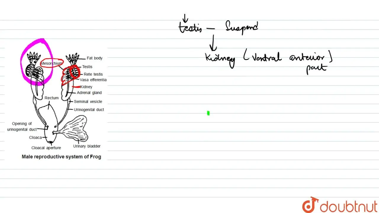 Mesorchium in frog refers to