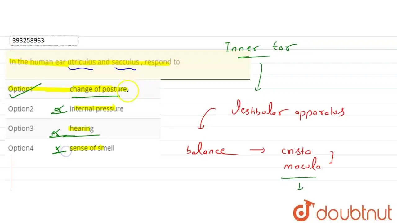 In the human ear utriculus and sacculus , respond to