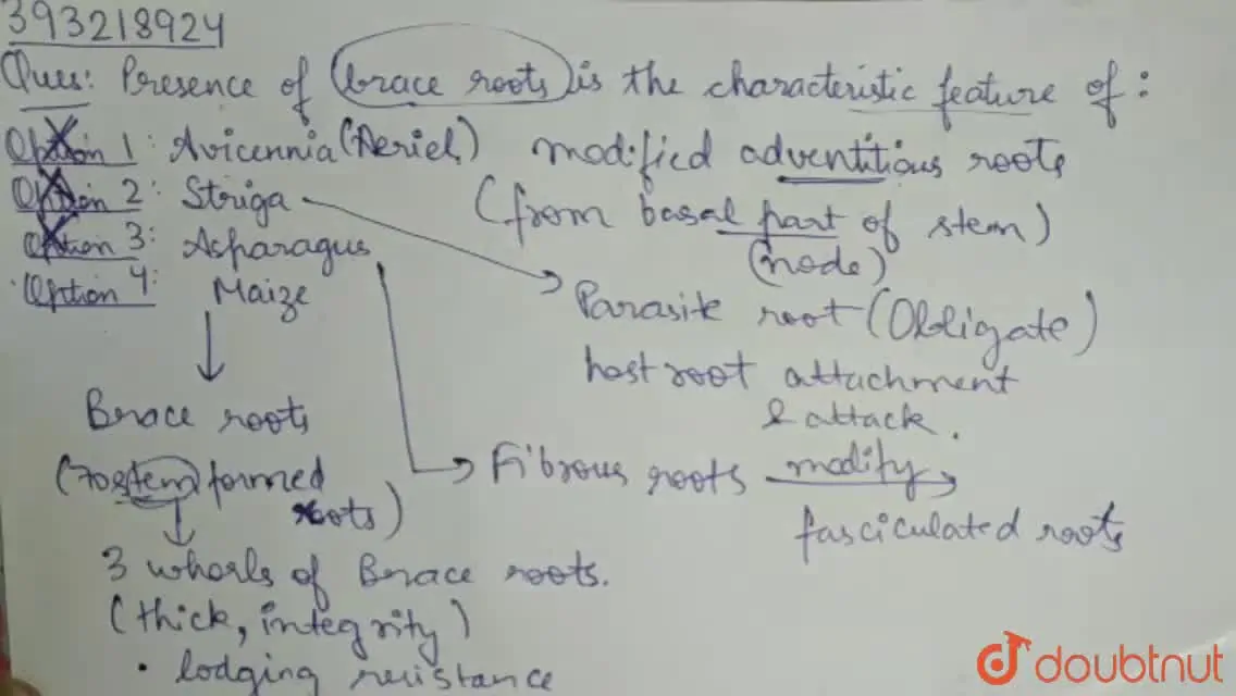 Presence of brace roots is the characteristic feature of