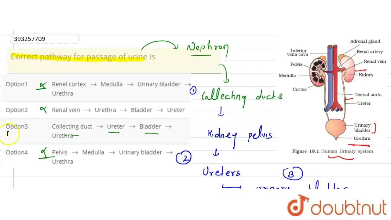 Collecting duct to Ureter to Bladder to Urethra