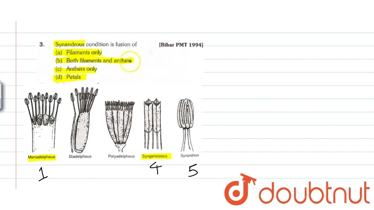 Synandrous condition is fusion of