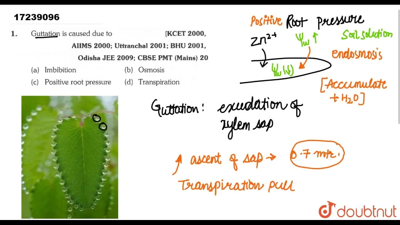 Guttation is caused due to
