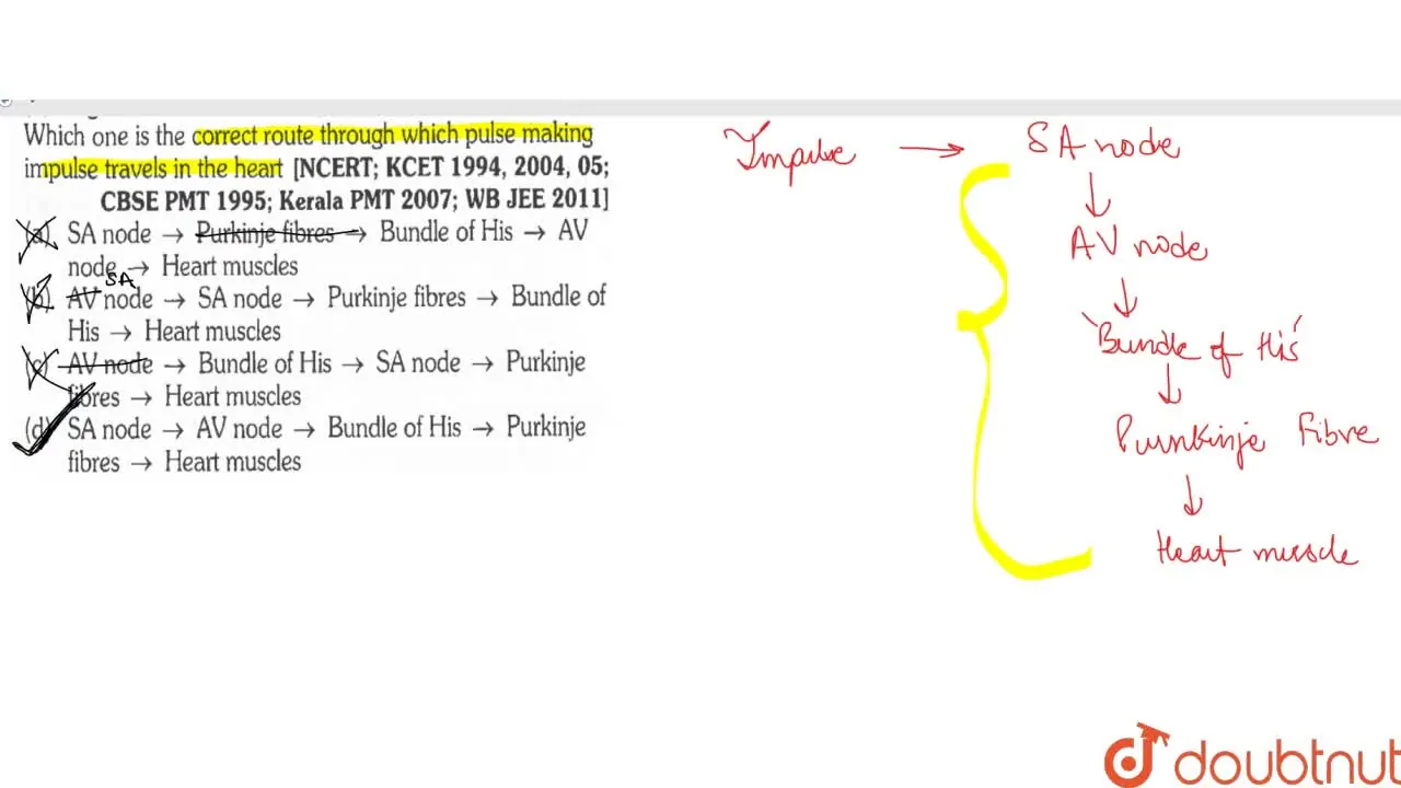 AV node to Bundle of His to SA node to Purkinje fibers Heart muscles