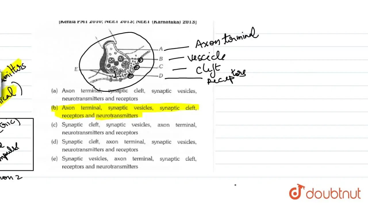 Synaptic cleft, synaptic vesicles, axon terminal, neurotransmitters an