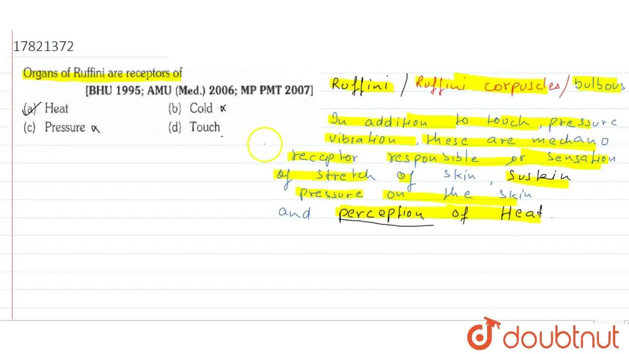 Organs of Ruffini are receptors of
