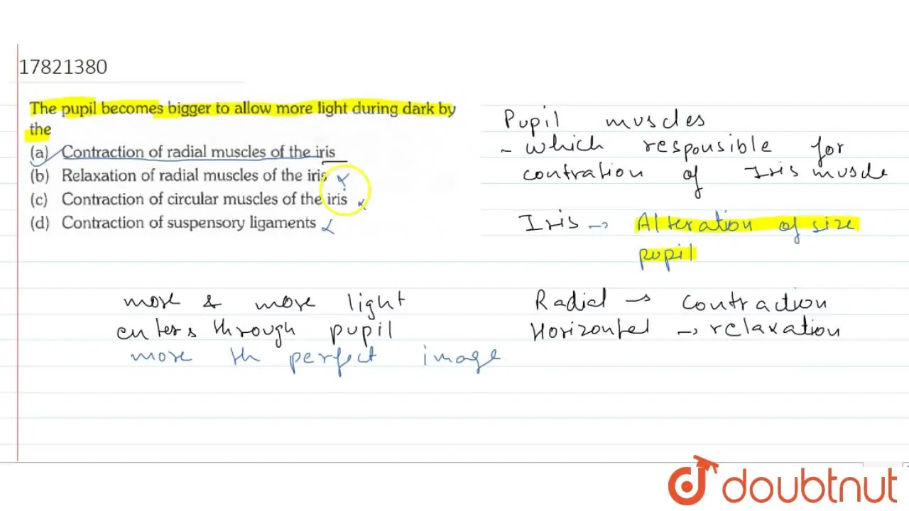 Contraction of cicular muscles of the iris
