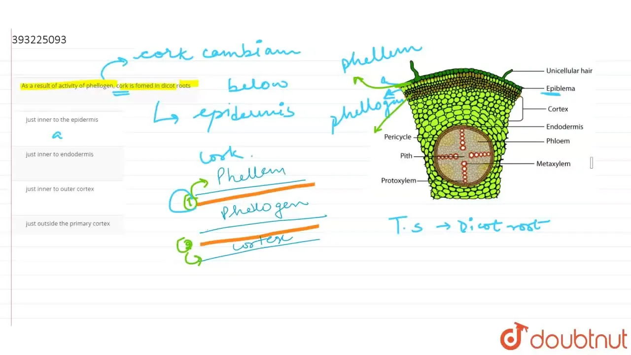 As a result of activity of phellogen, cork is fomed in dicot roots