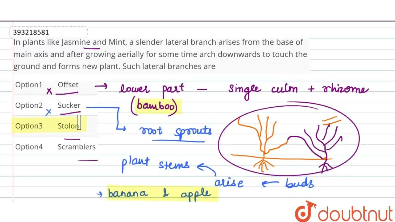 In plants like Jasmine and Mint, a slender lateral branch arises from