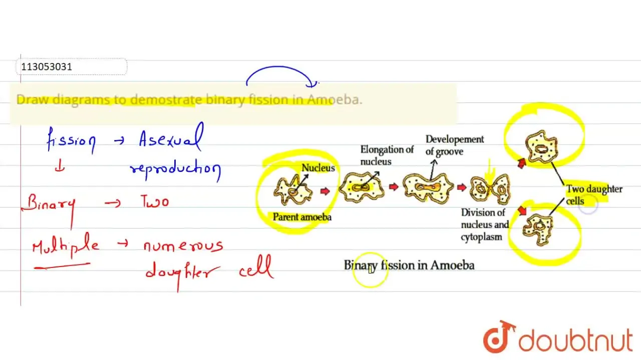 Draw diagrams to demostrate binary fission in Amoeba.