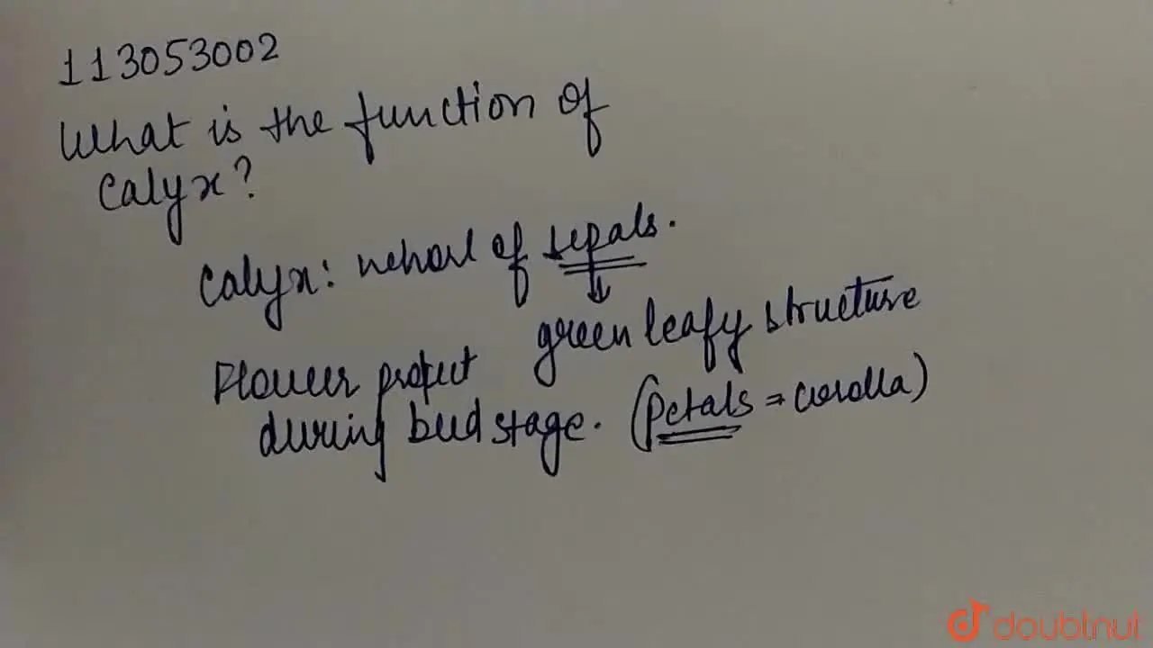 What is the function of calyx.