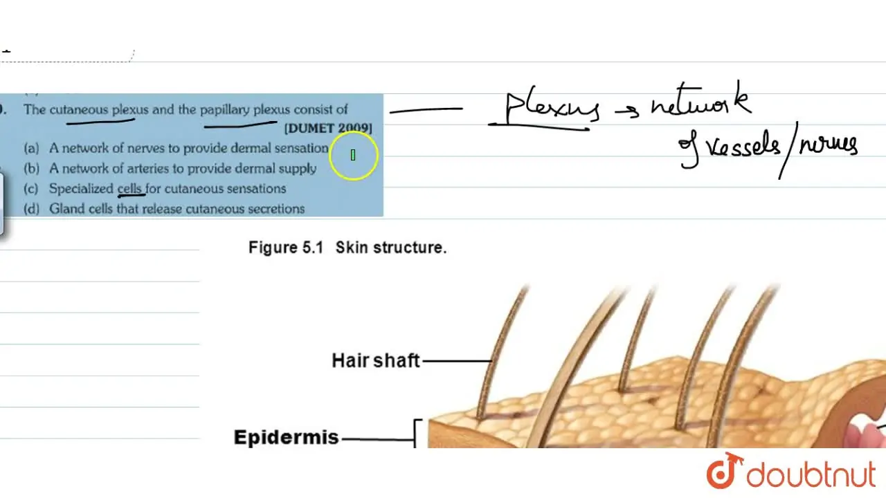 Specialized cells for cutaneous sensation