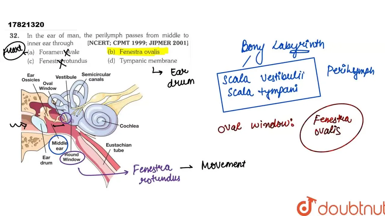 In the ear of man, the perilymph passes from middle ot inner ear throu