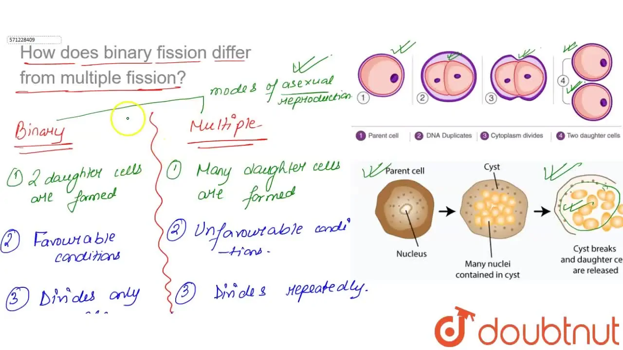 How does binary fission differ from multiple fission?