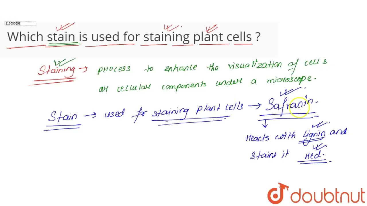 Which stain is used for staining plant cells