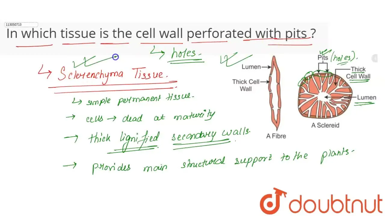 In which tissue is the cell wall perforated with pits