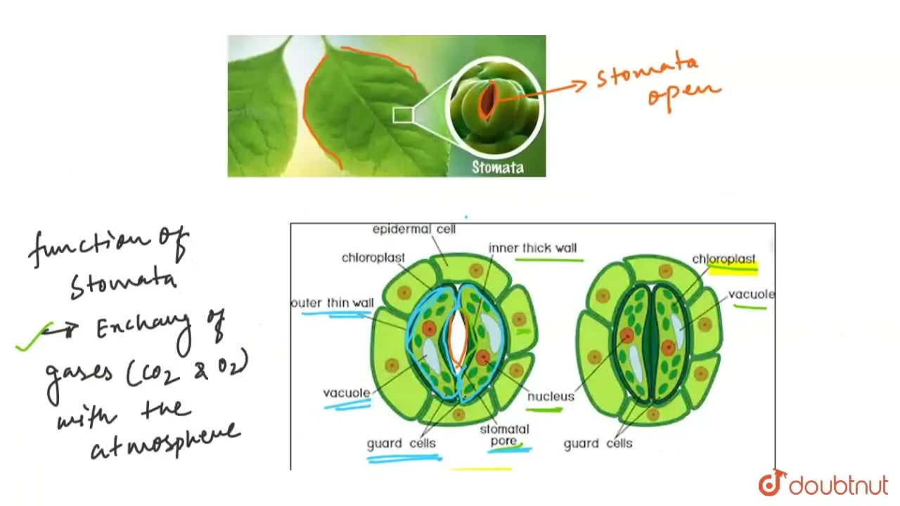 What are the functions of the stomata?