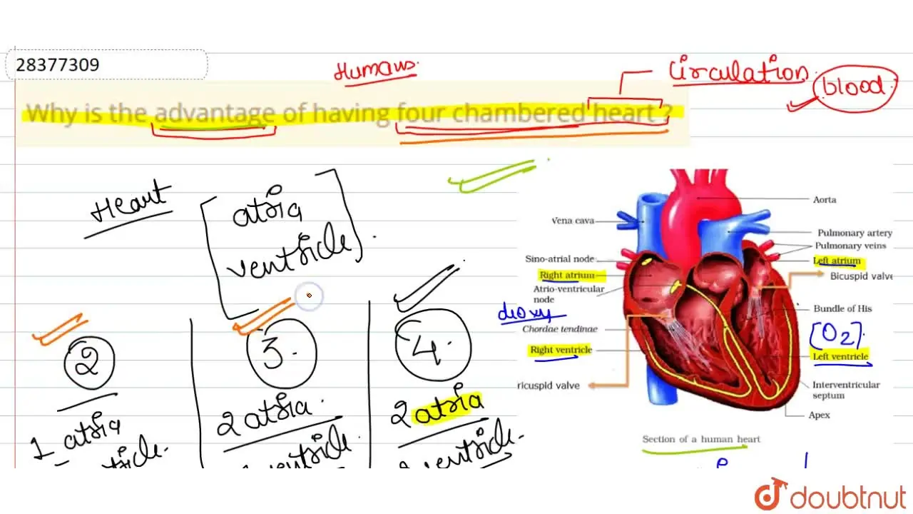 Why is the advantage of having four chambered heart