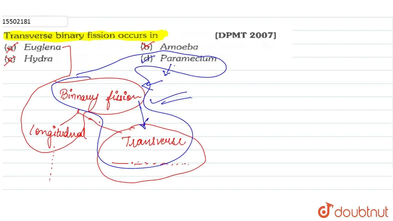 Transverse binary fission occurs in