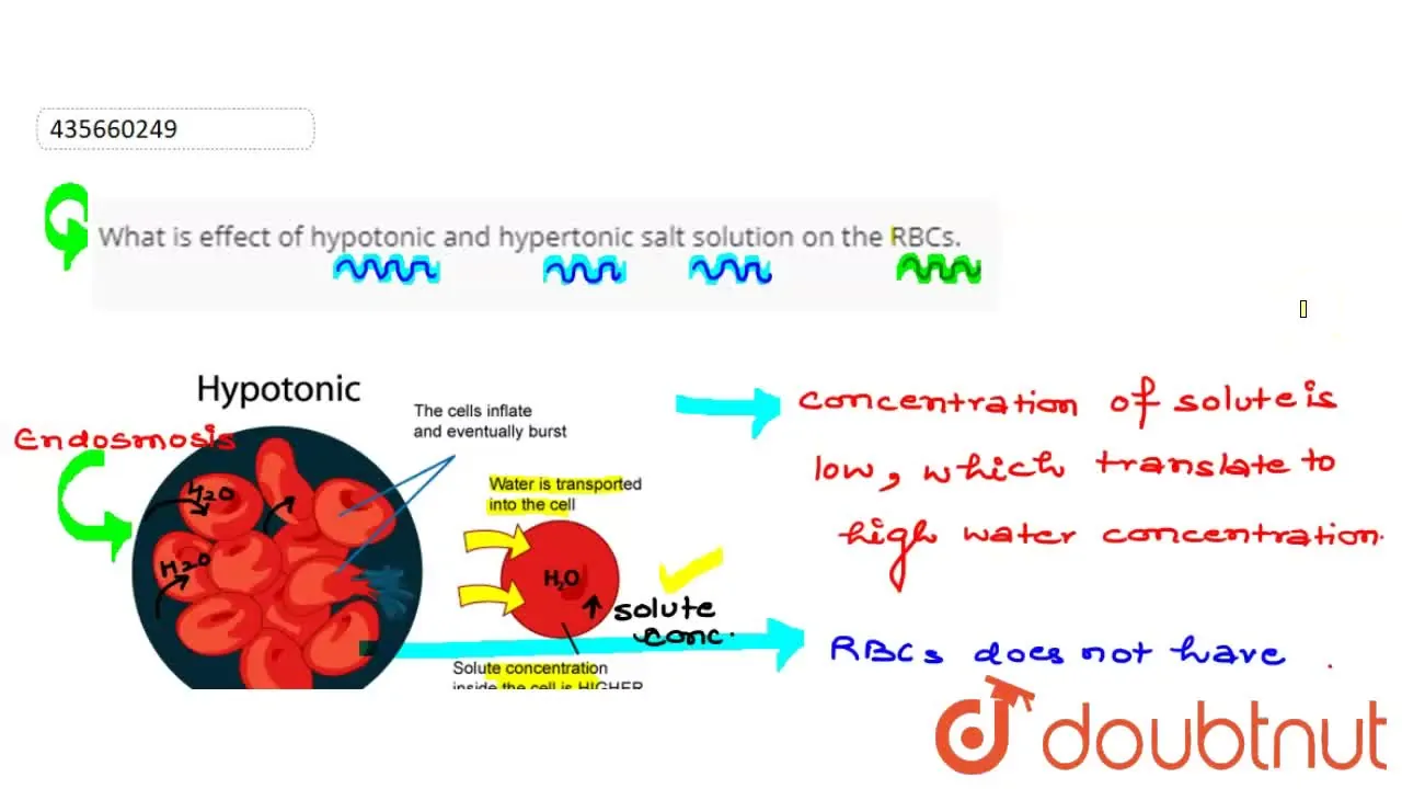 What is effect of hypotonic and hypertonic salt solution on the RBCs.