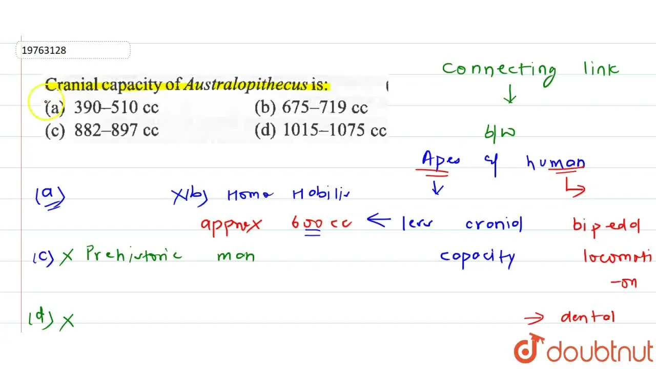 Cranial capacity of Australopithecus is: