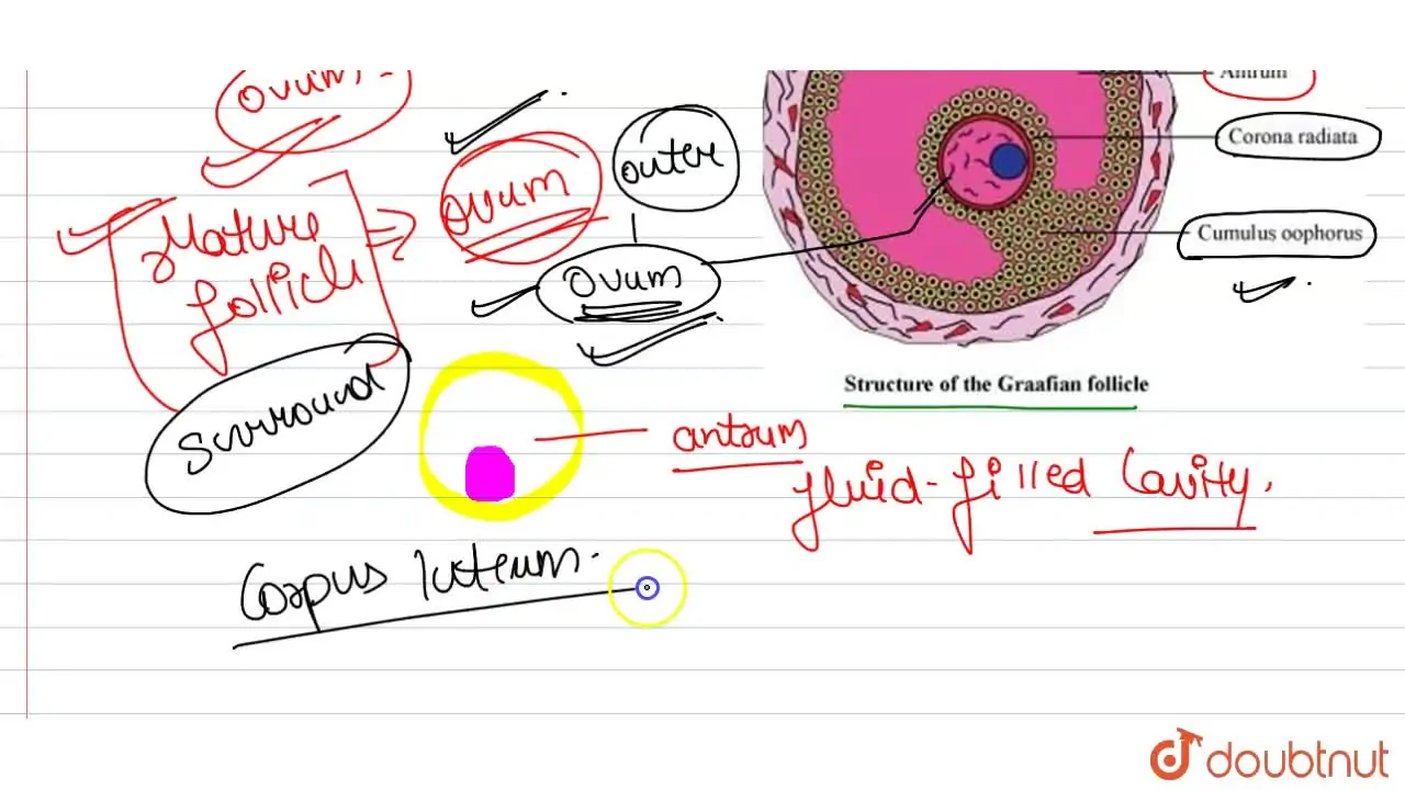 Draw a labeled diagram of a Graafian Follicle?
