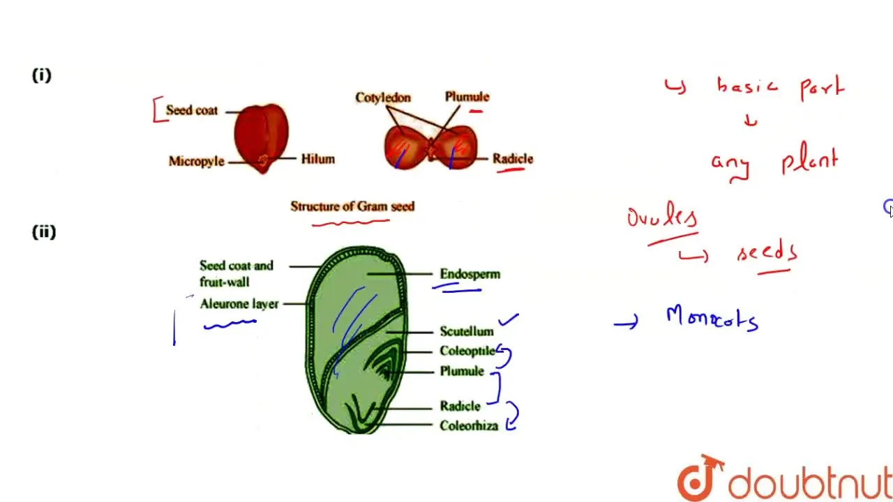 Draw the labelled diagram of the following : (i) gram seed (ii) V.S. o