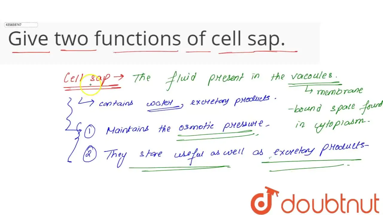 Give two functions of cell sap.
