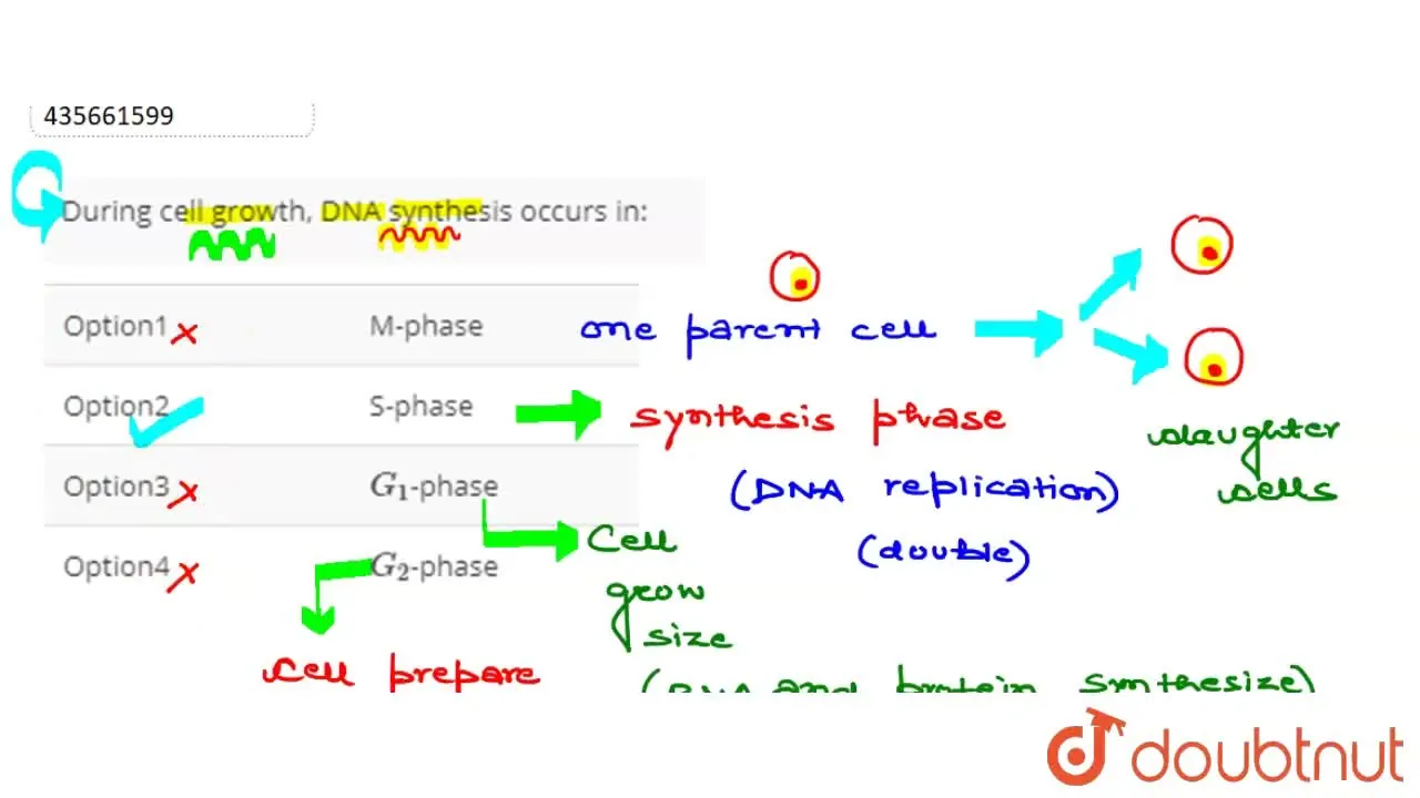During cell growth, DNA synthesis occurs in: