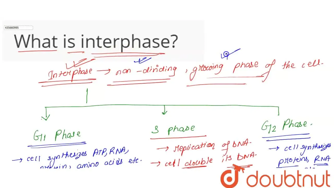 What is interphase?