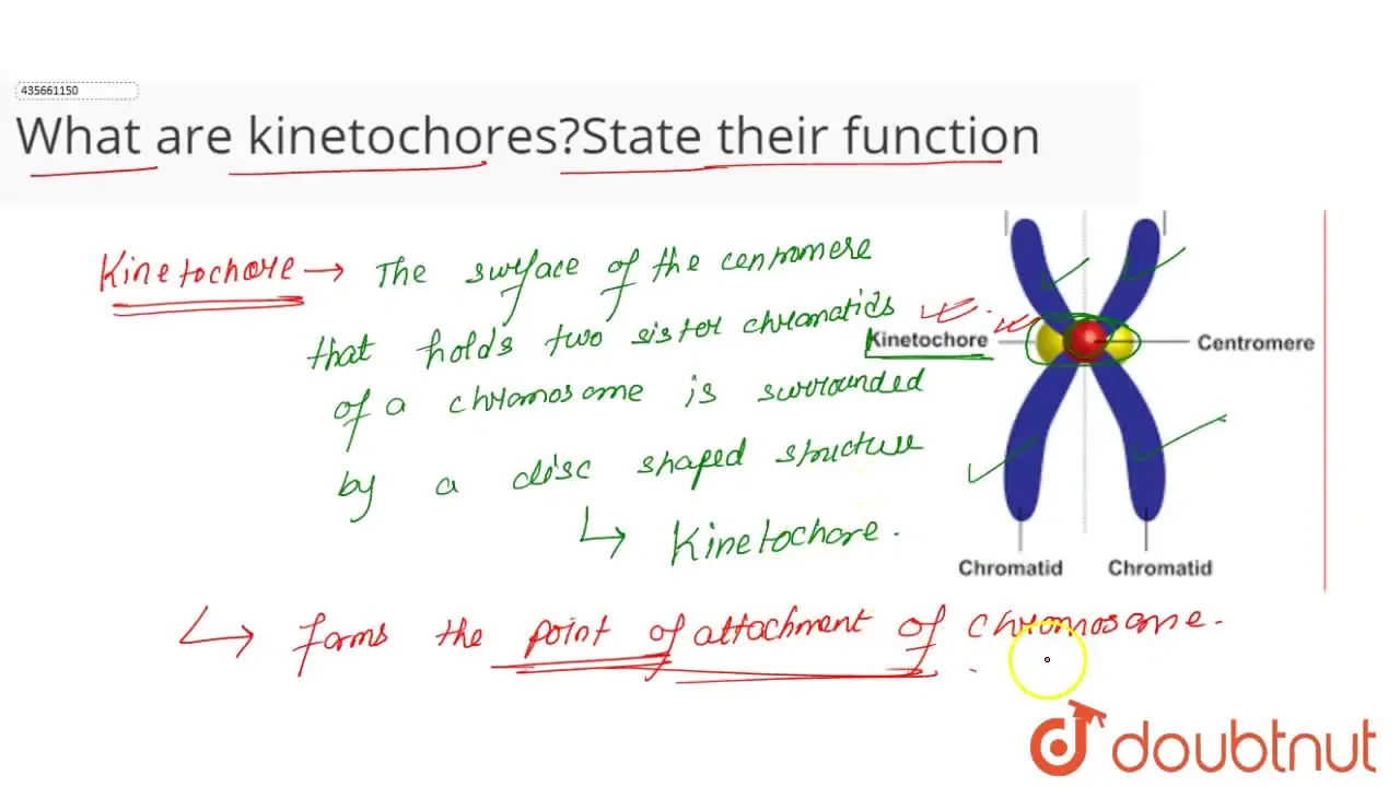 What are kinetochores?State their function