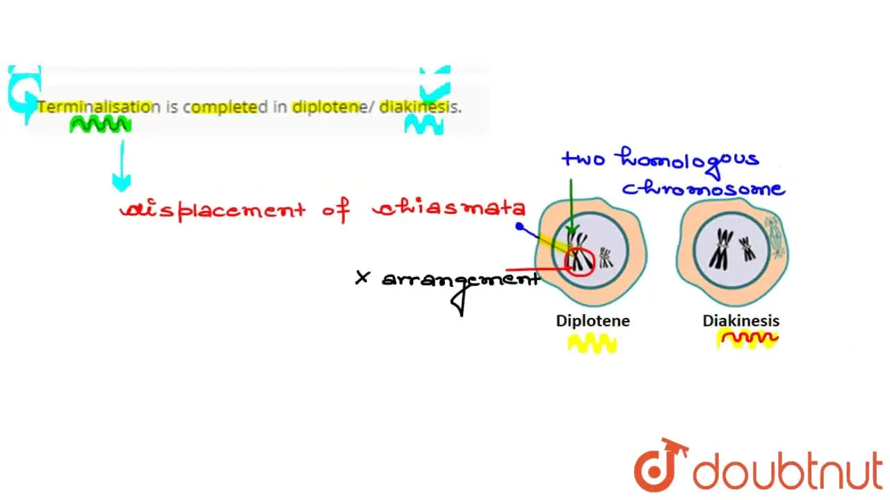 Terminalisation is completed in diplotene/ diakinesis.