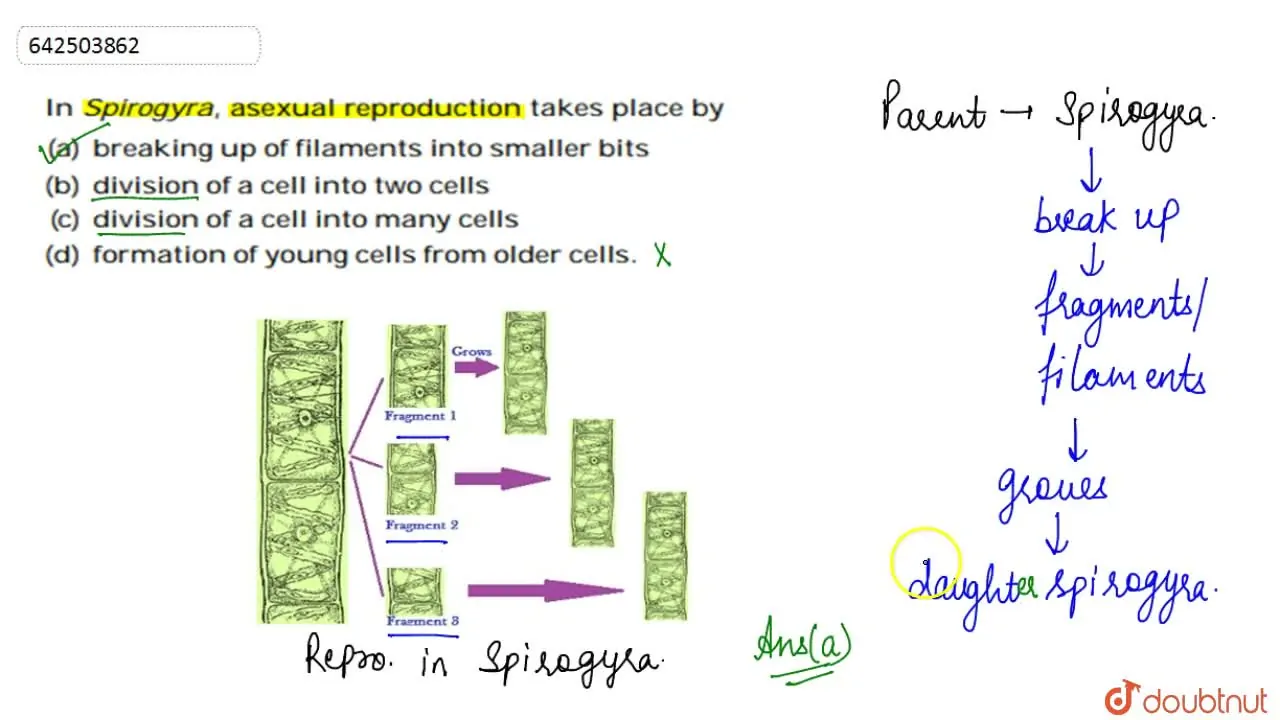 In Spirogyra, asexual reproduction takes place by