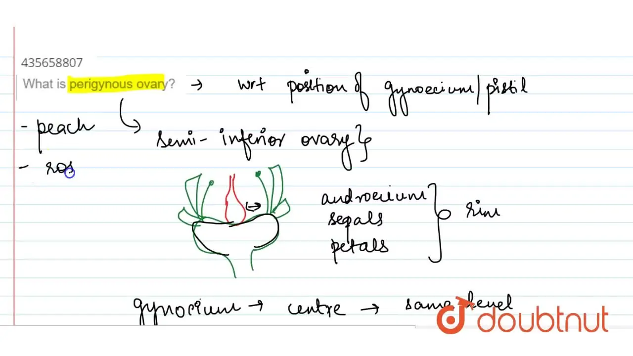 What is perigynous ovary?