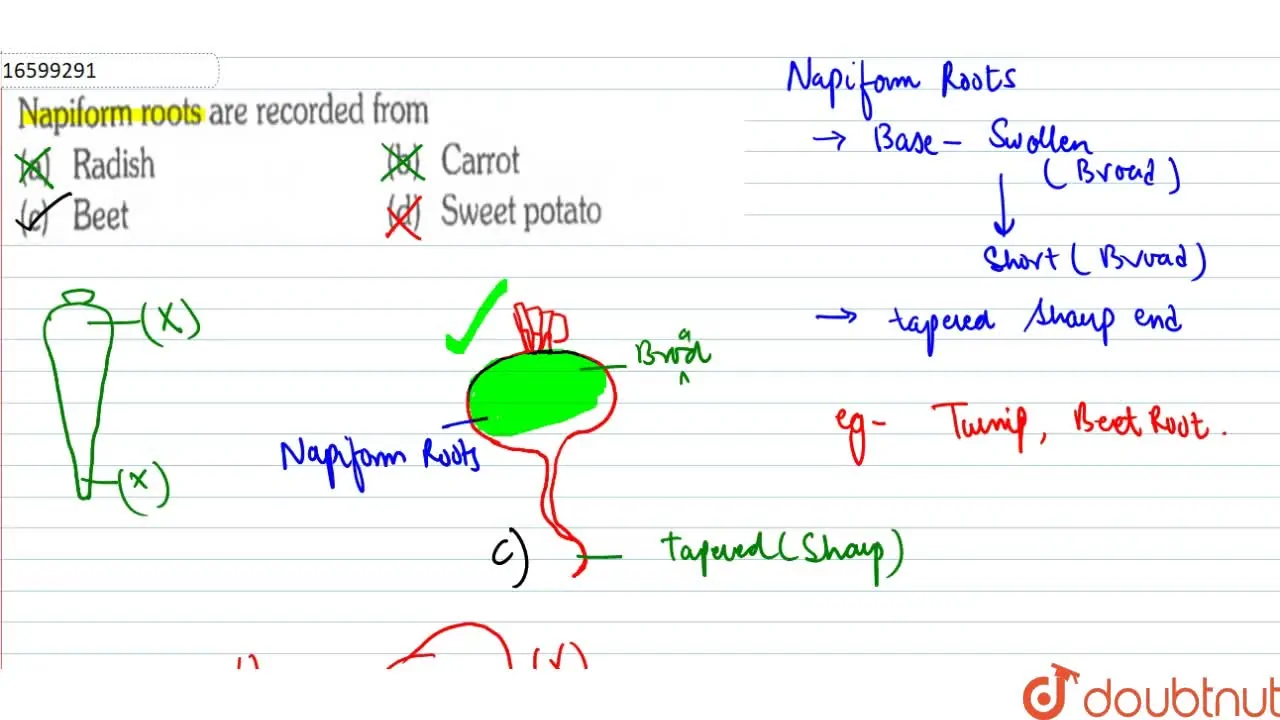 Napiform roots are recorded from