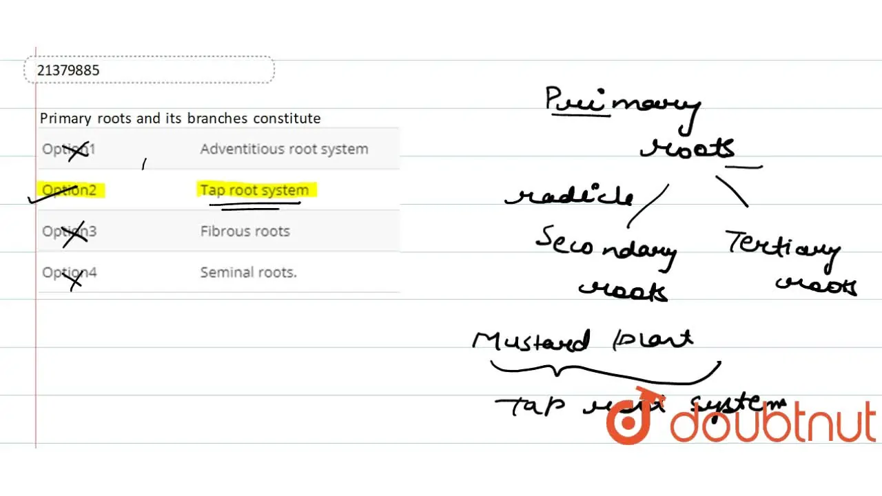 Primary roots and its branches contitute