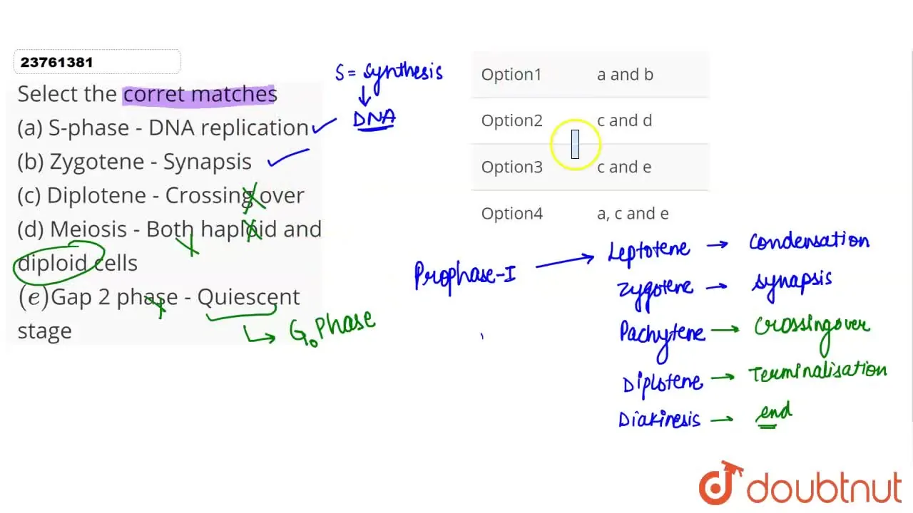 Select the corret matches (a) S-phase - DNA replication (b) Zygot