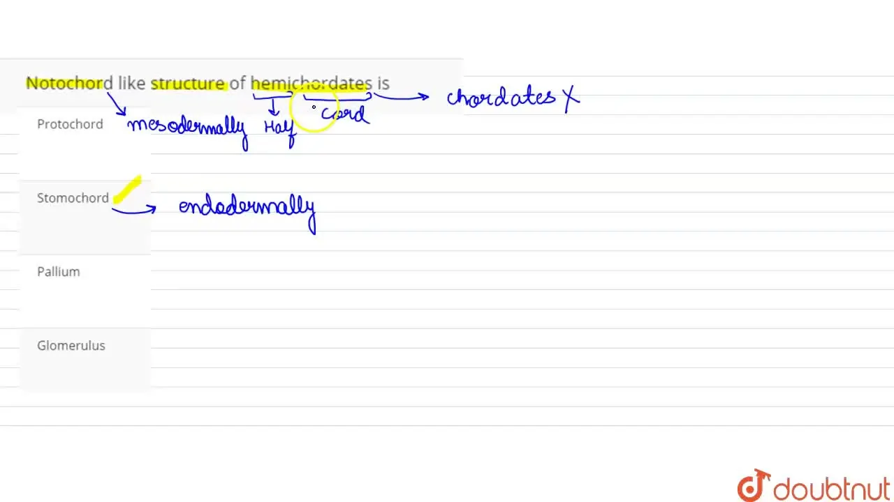 Notochord like structure of hemichordates is