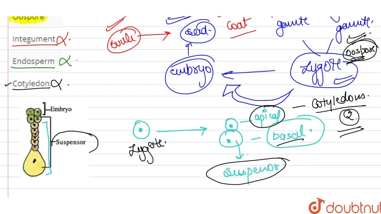 In angiosperms during development of embryo, the suspensor cell develo