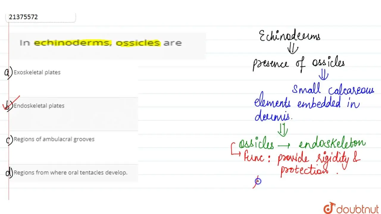In echinoderms, ossicles are