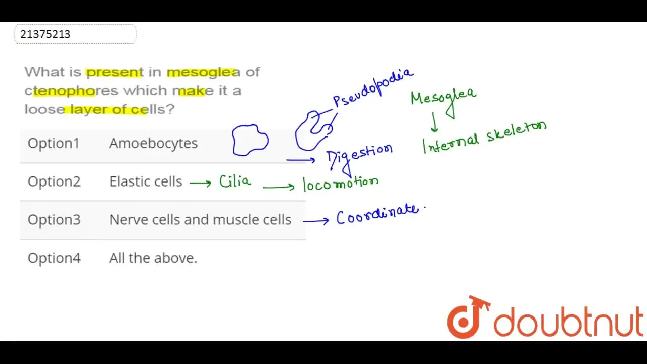 What is present in mesoglea of ctenophores which make it a loose layer