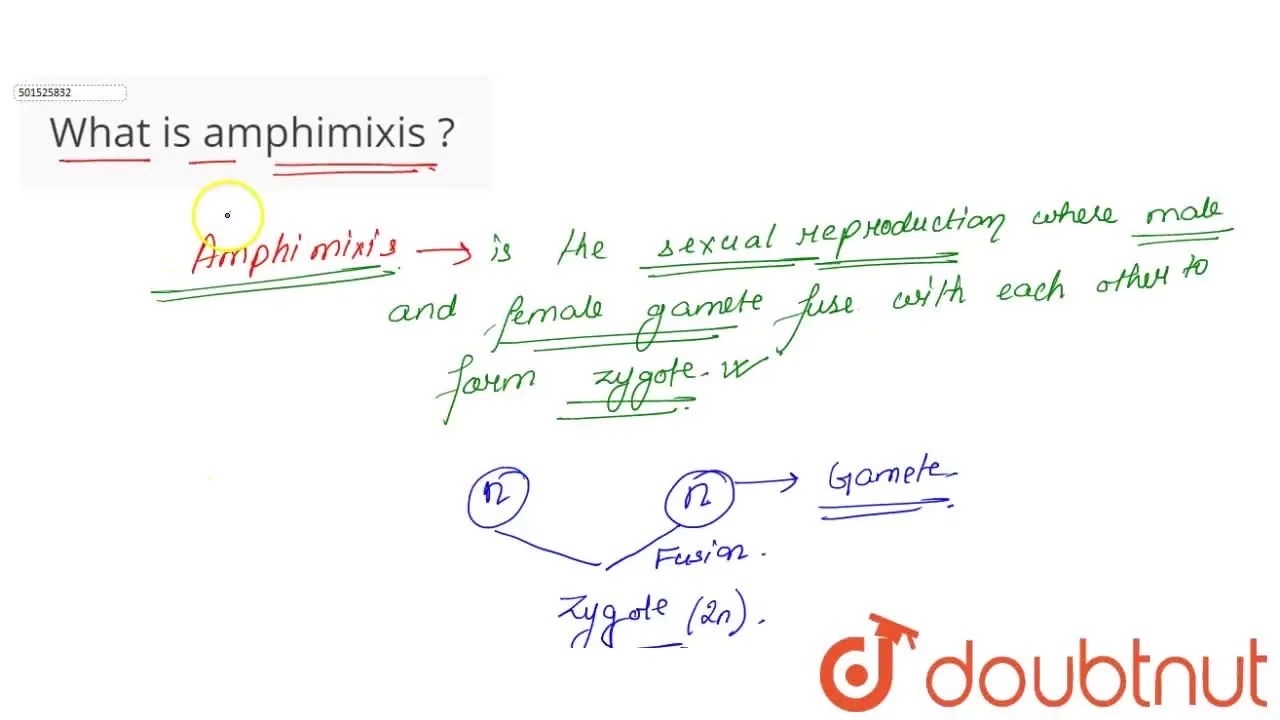 What is amphimixis