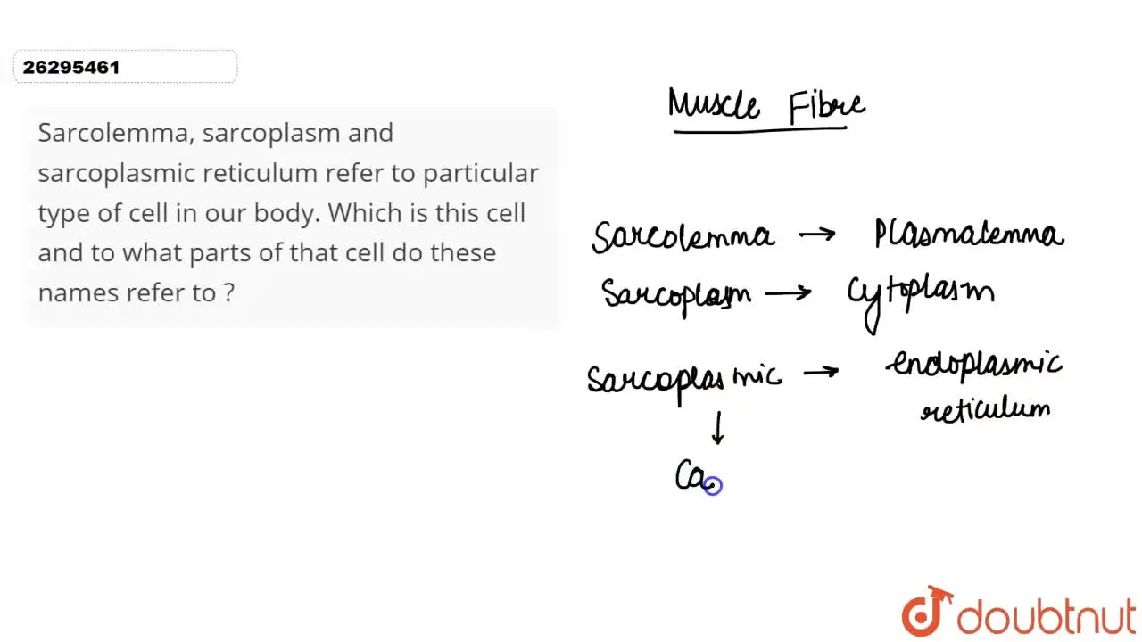 Sarcolemma, sarcoplasm and sarcoplasmic reticulum refer to particular