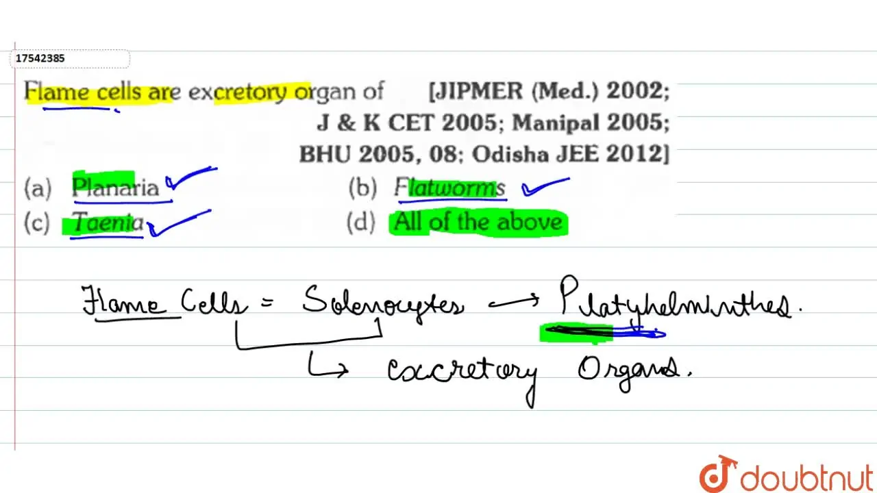 Flame cells are excretory organ of